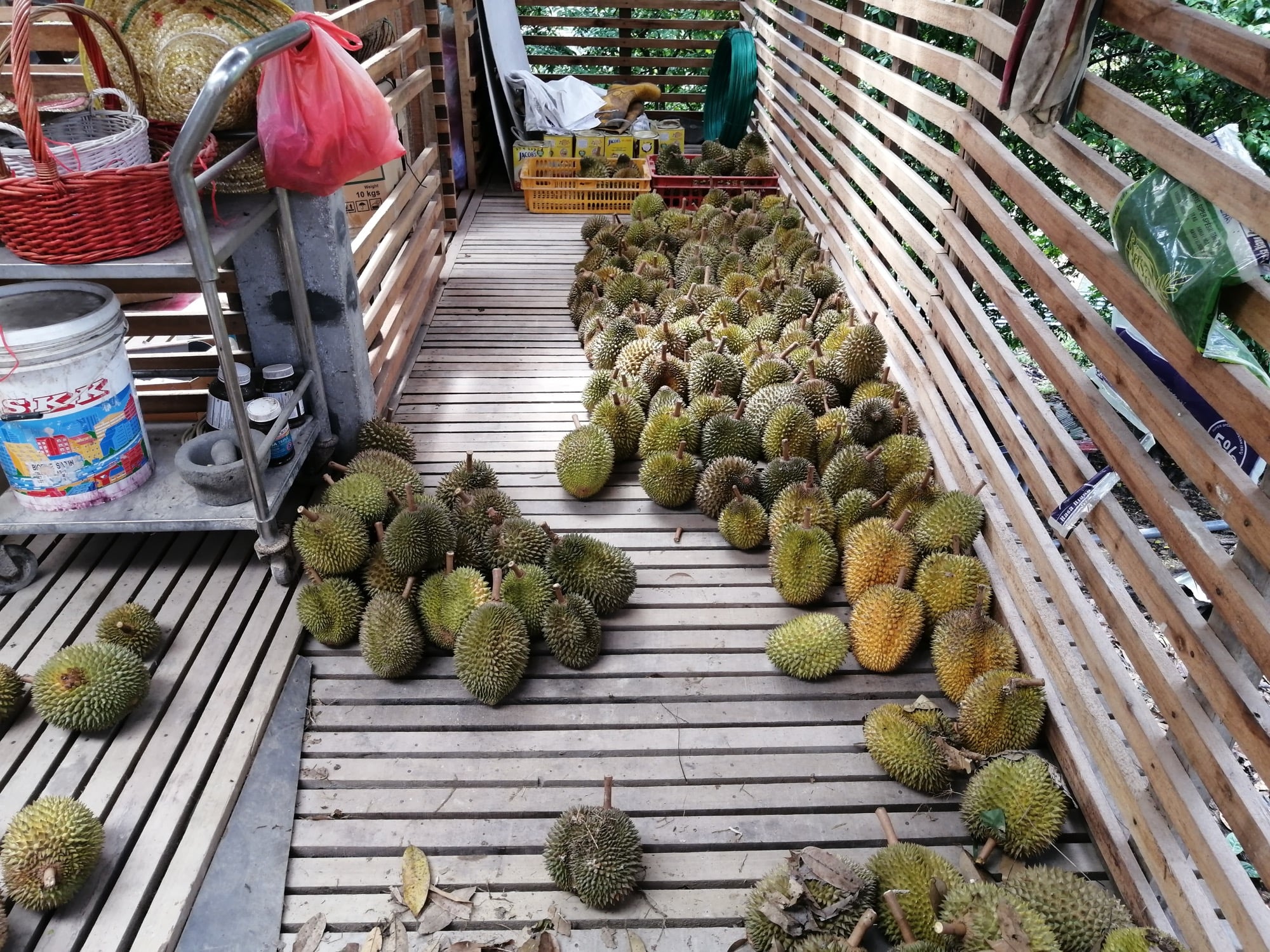 Exceptionally Bountiful Durian Harvest Season 2021 – My Kampung Life