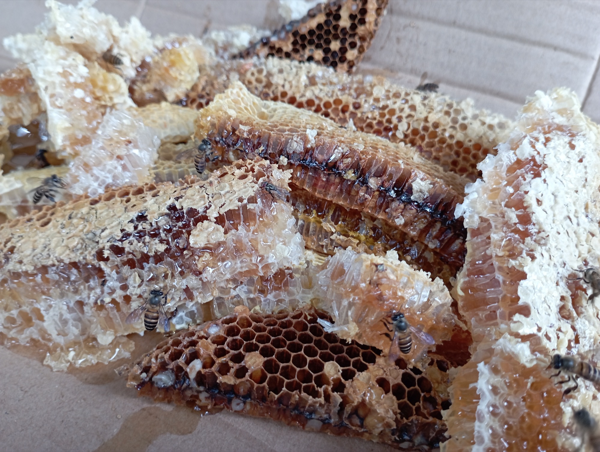Saving and Relocating Asian Honey Bees (Apis cerana) – My Kampung Life